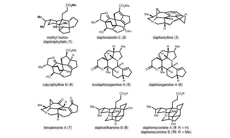“组合拳”助力天然产物daphenylline高效合成丨《美国化学会志》刊发西湖大学理学院陆海华团队最新研究成果