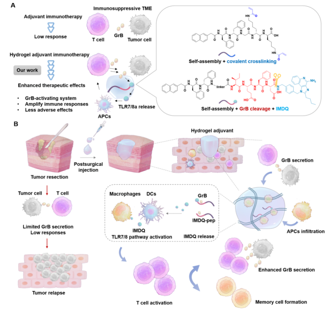 用于肿瘤免疫治疗的智能多肽组装体系丨JACS发表理学院王怀民团队最新研究成果